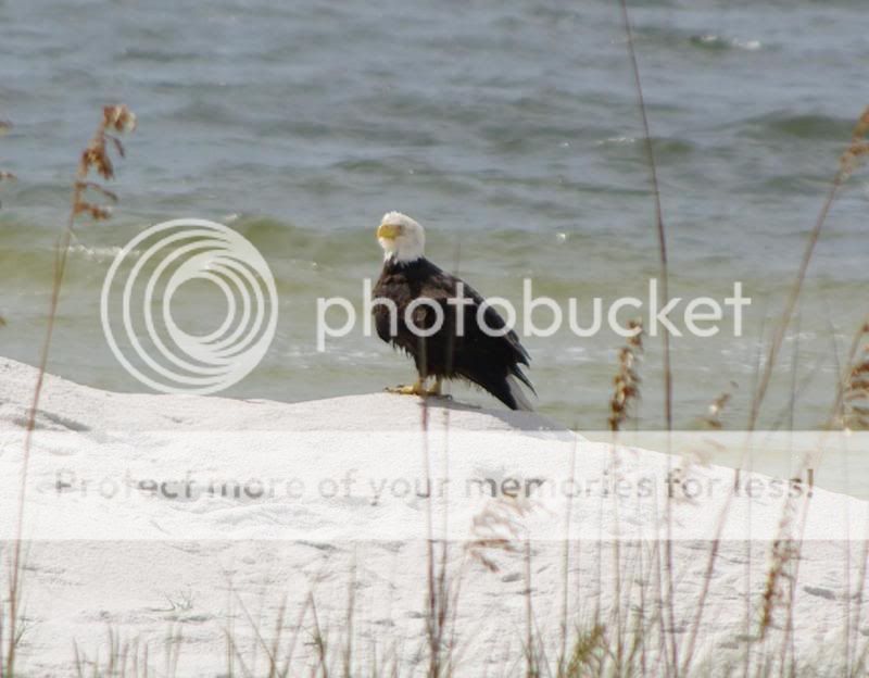 Bald Eagle - PentaxForums.com
